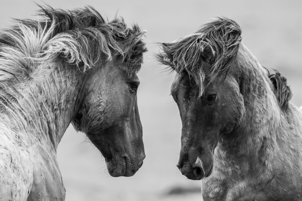 Equine Reproductive Maturity in Mares and Stallions | EquiMed - Horse ...